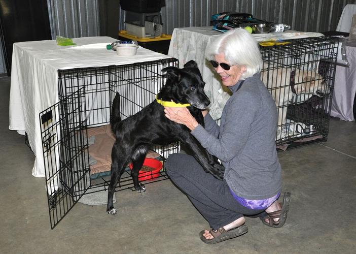 Shelter from the storm: Team Stinkykiss seeking homes for canine evacuees