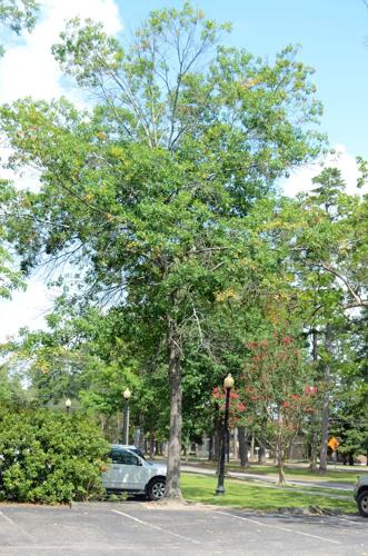 Downtown Aiken building, seven trees to be removed for church parking lot
