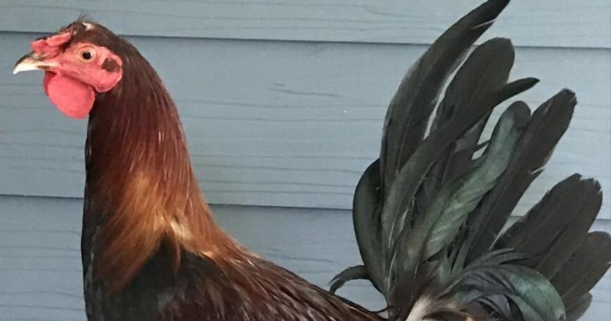 Sir Big Spur returns: Gamecocks live rooster mascot has name restored
