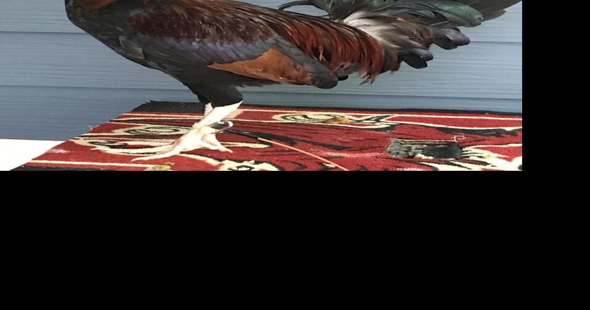 Sir Big Spur returns: Gamecocks live rooster mascot has name restored