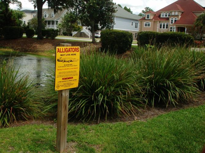 After SC's 2nd fatal alligator attack in 2 years, incidents remain rare ...