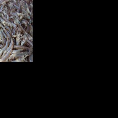 South Carolina shrimp season officially open