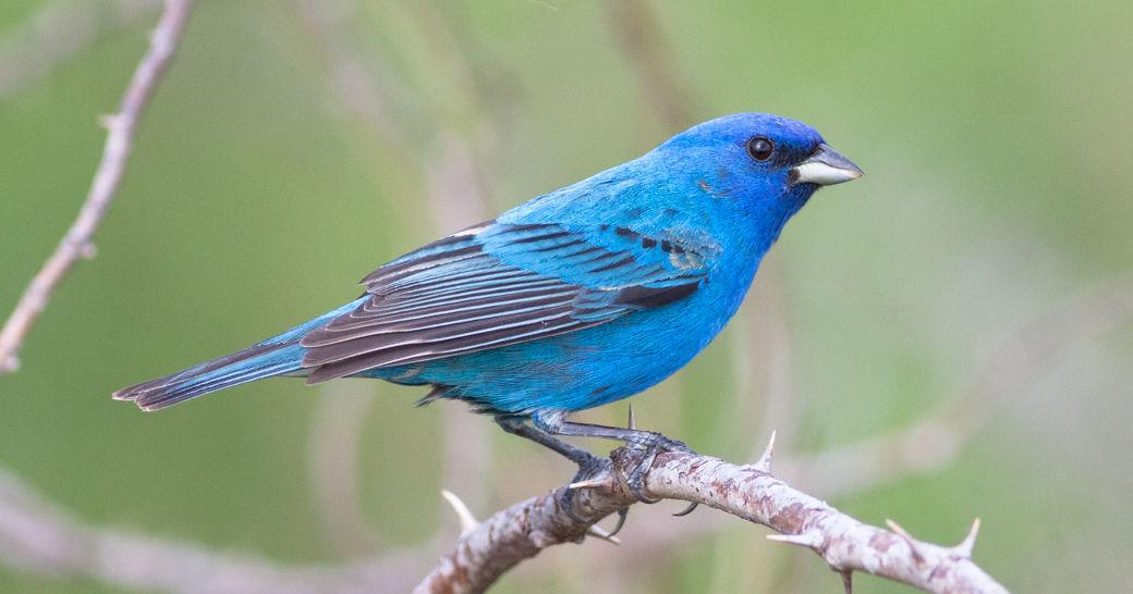 How birds migrate moves us, Cornell researcher to tell Charleston