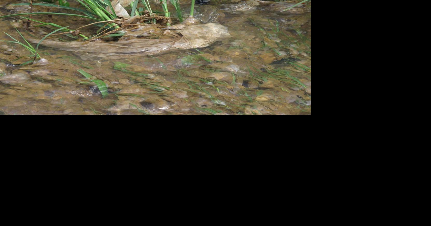 Sick of spewing sewage, Georgia neighbors file lawsuit | Archives ...