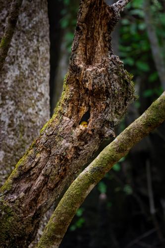 Beidler Forest celebrates 50 years
