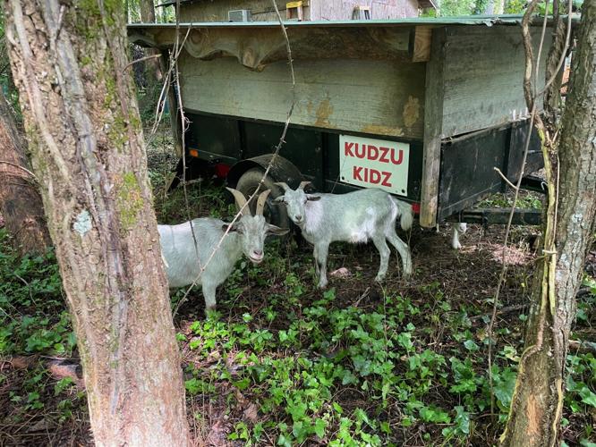 Forest Acres, SC considering allowing goat landscaping