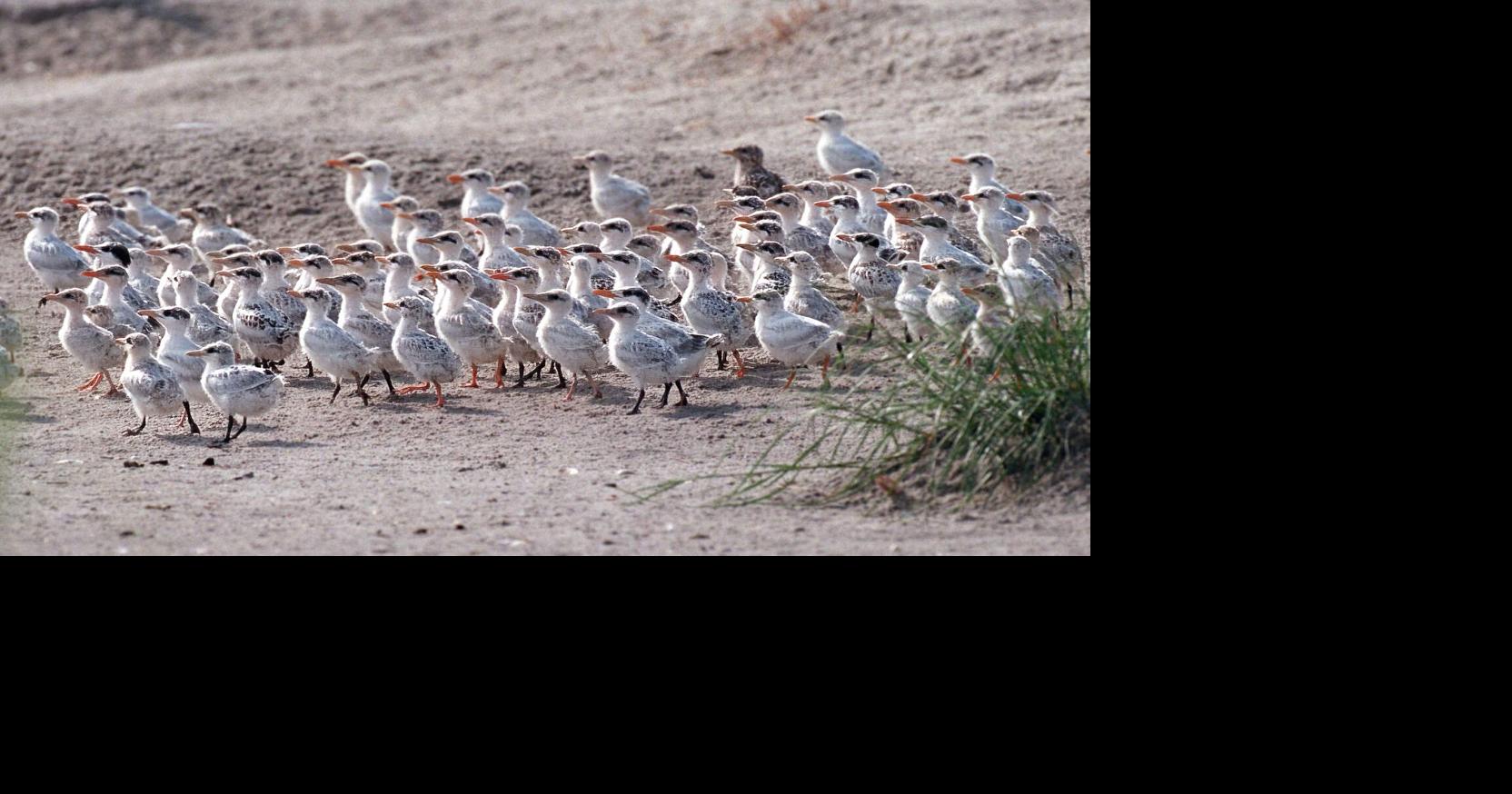 Oystercatcher nest found on Crab Bank is first one documented this ...