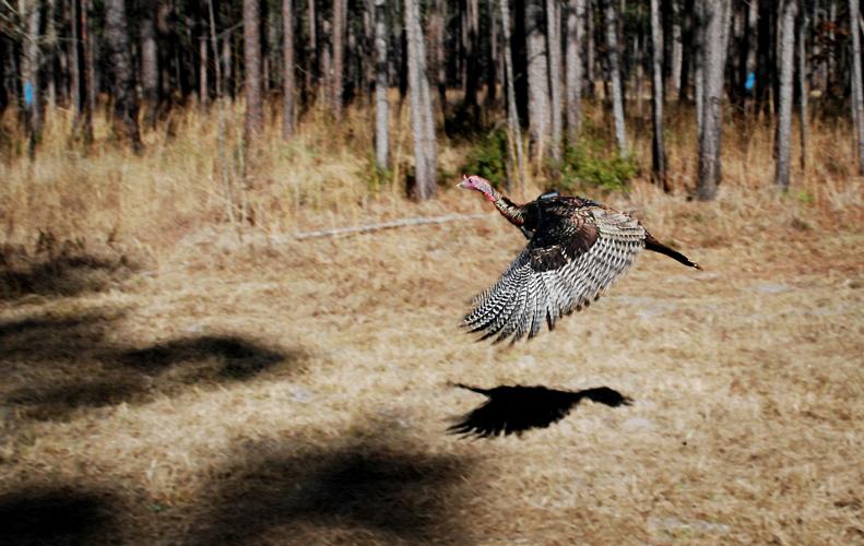 Wild turkeys outfitted with GPS backpacks are teaching biologists about ...