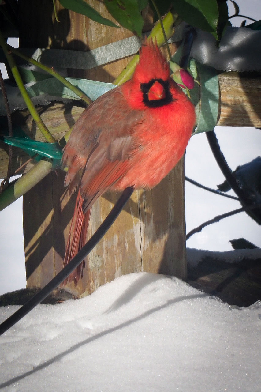 Northern cardinals - the love birds of the backyard | Features ...