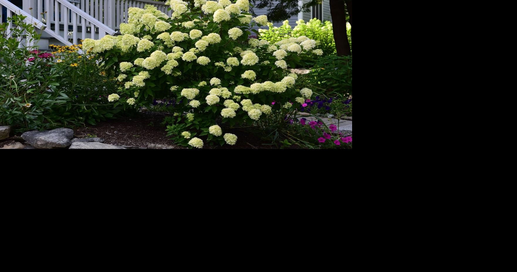 Panicle hydrangeas are the stars of any late summer garden