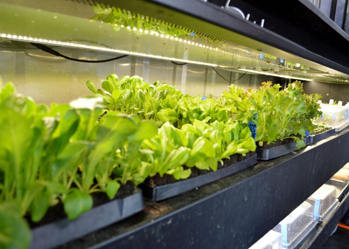 St. Helena Island farm exists inside a shipping container