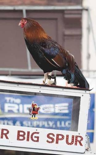 Sir Big Spur, tractors among sights at Edgefield parade ...