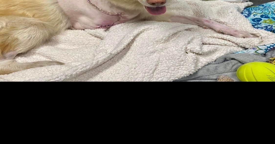 Berkeley getting grant to help injured pup | News | postandcourier.com