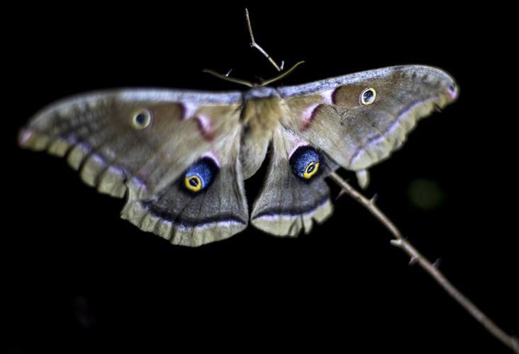 SC moth research reveal climate change over 65 years ago