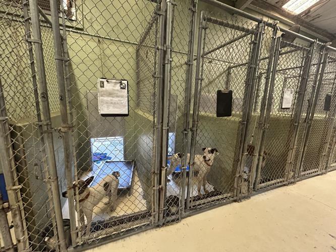 Horry County Animal Care Center Adoption