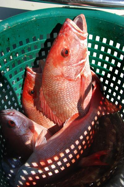 Fresh snapper, grouper on plate year-round?