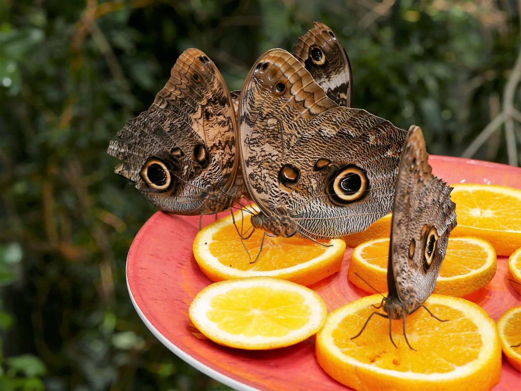 Reader photo pick of the week: Insects
