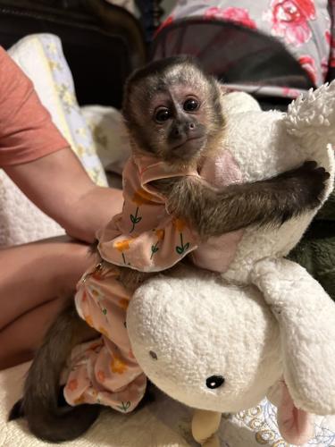 capuchin monkey make good pets