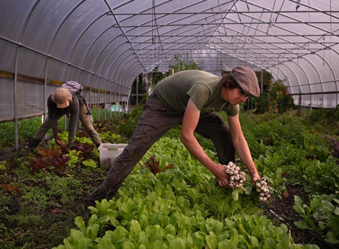 Family farm near Greenville, SC, employs veteran interns