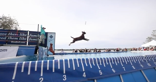 SEWE video: Watch fan favorite DockDogs footage as Charleston wildlife ...