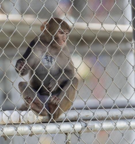 SC escaped monkeys are costly federal government property