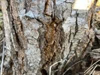SC orchard restoring American chestnut tree through breeding