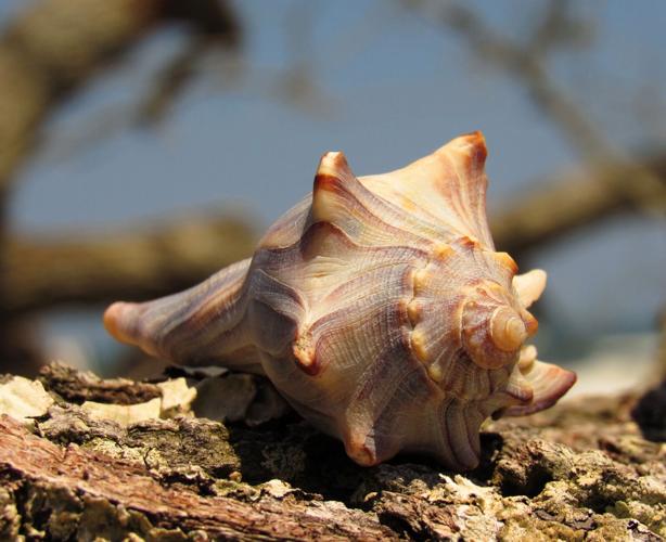 Reader photos: Shells