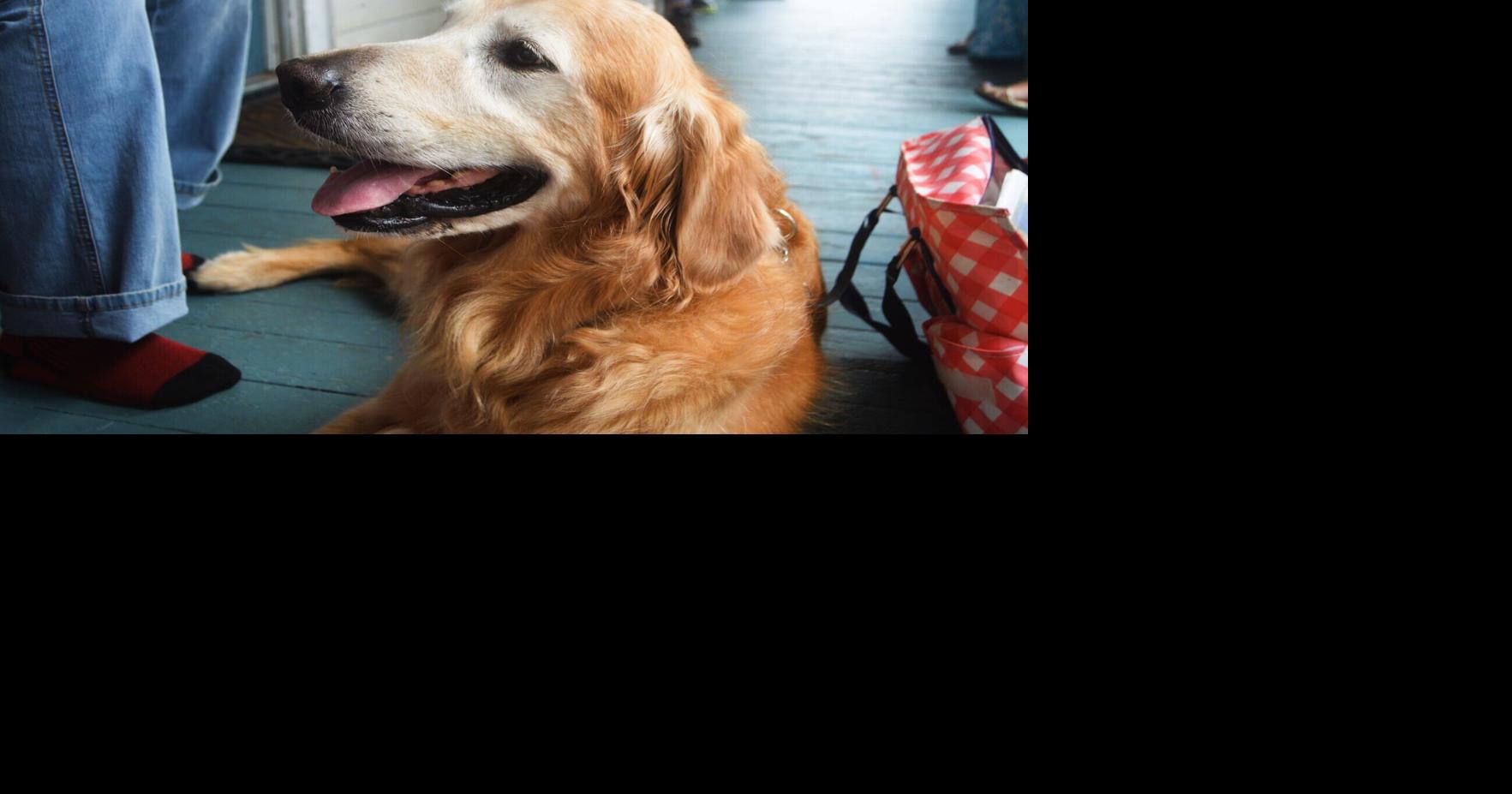 Rescue dogs help children overcome difficult situations