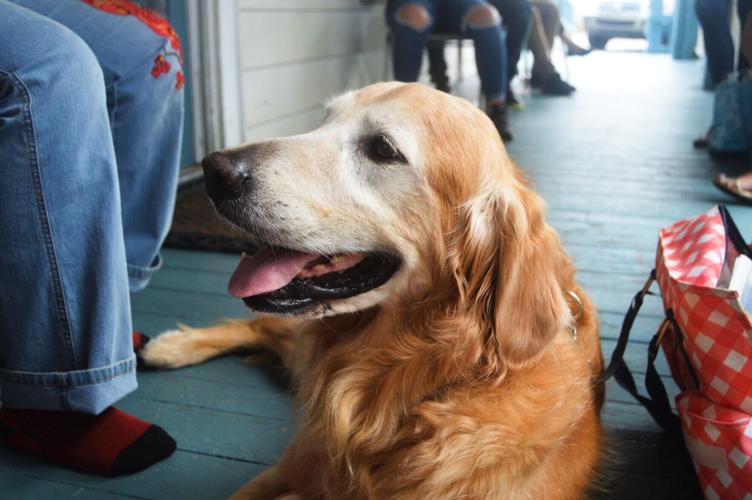 Rescue dogs help children overcome difficult situations