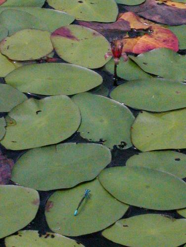 The slippery underwater plant | Opinion | postandcourier.com