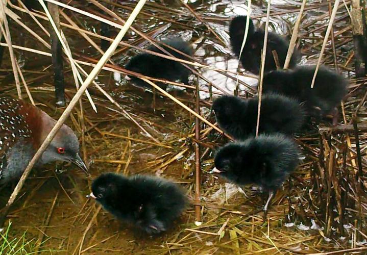 S.C. marsh could be new home for elusive black rails
