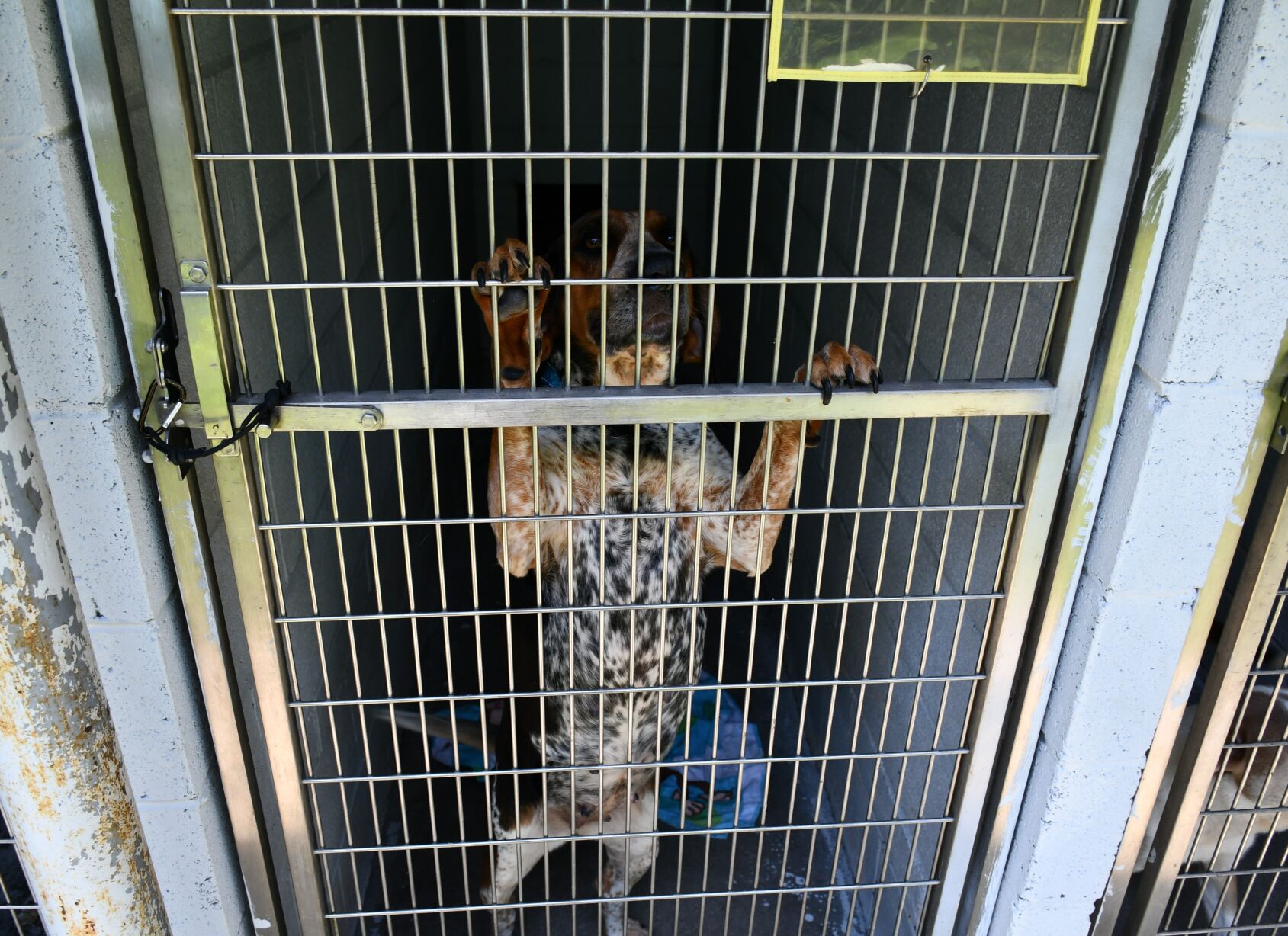 Local shelters part of national Empty the Shelters event