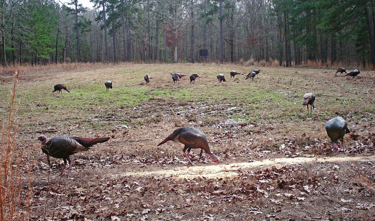 Wild turkeys outfitted with GPS backpacks are teaching biologists about ...