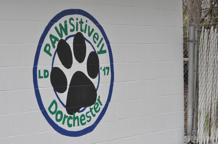 Husky euthanized at the Dorchester Paws Animal Shelter | Community News ...