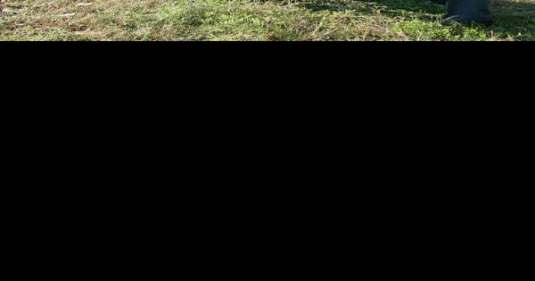 Signs, signs, everywhere there's 'snipe signs' | News | postandcourier.com