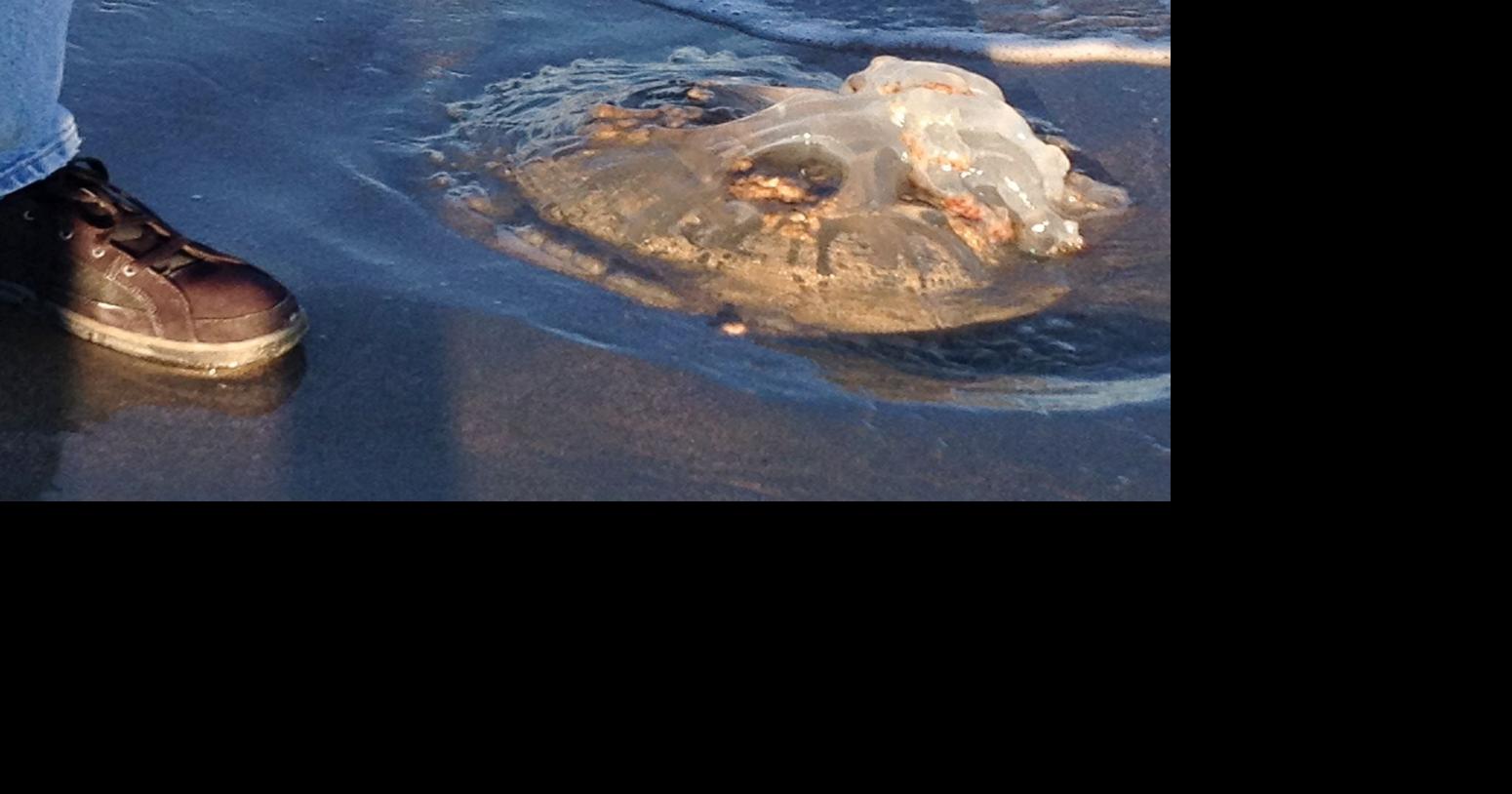 What's that blob on beach? | Archives | postandcourier.com