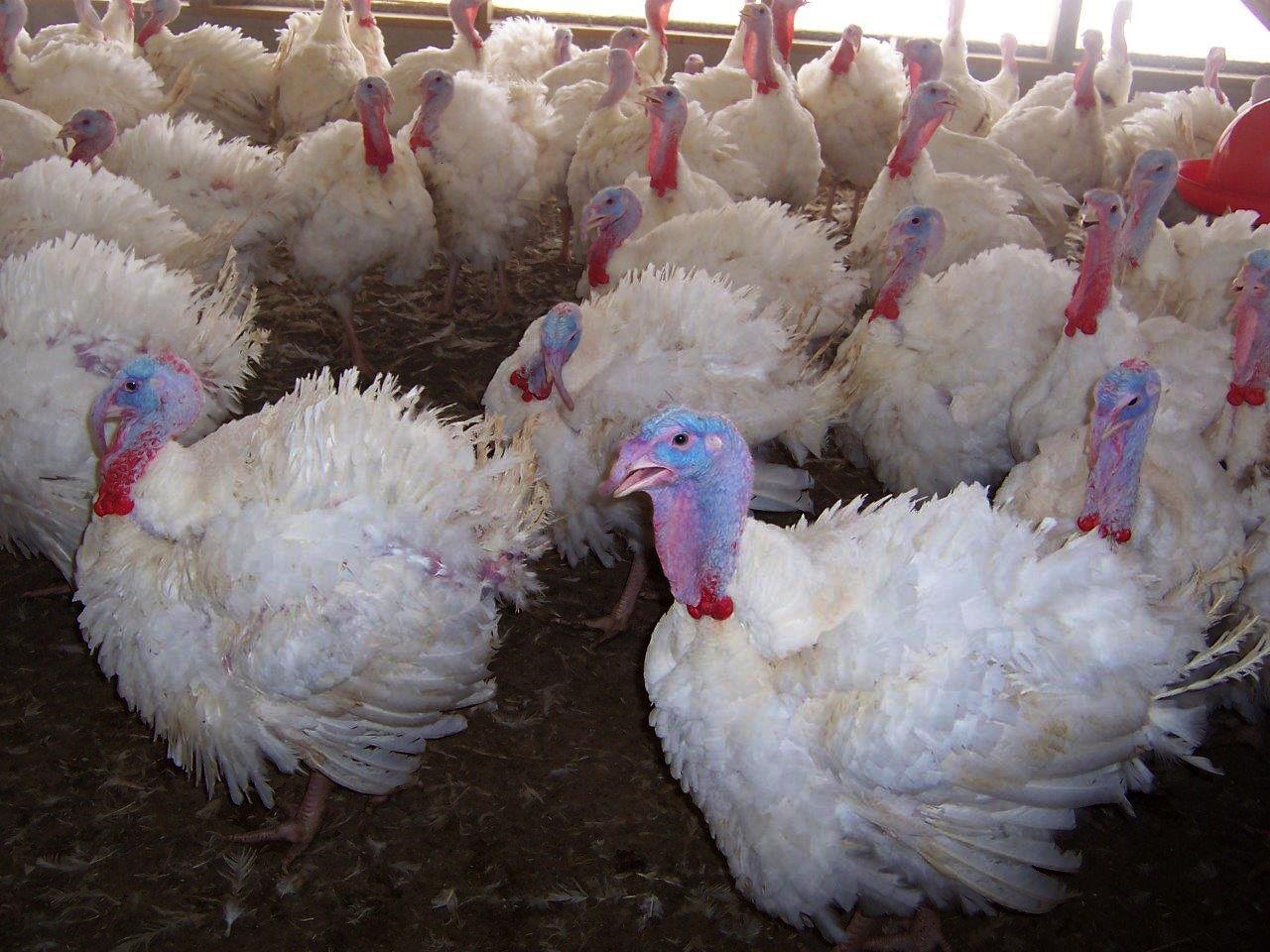 SC Midlands turkey plant aims to advance automation, food safety in ...