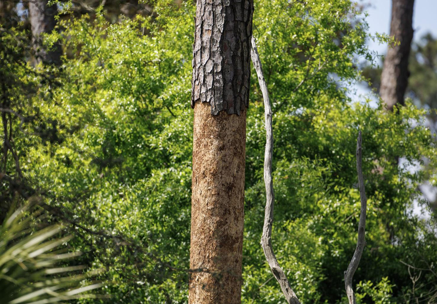 Morgan Island SC may be damaged by monkey, primate colony