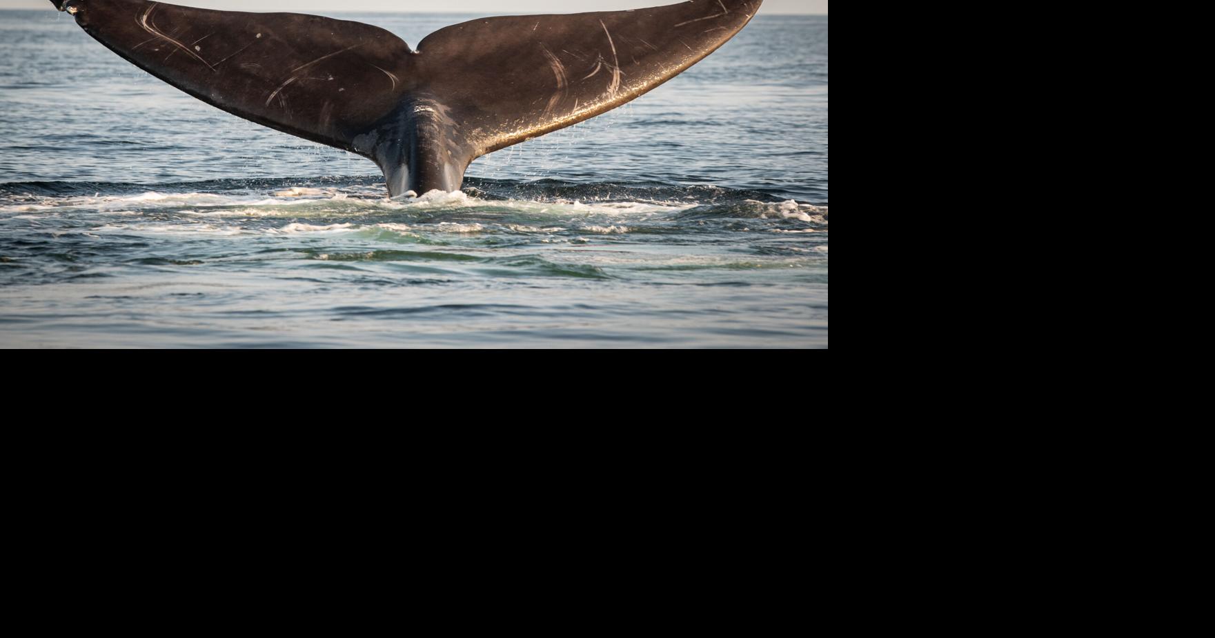 Pair of North Atlantic right whales spotted off Hilton Head