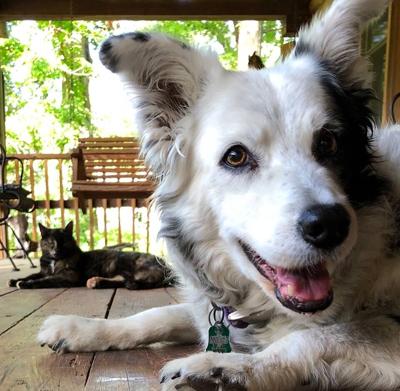 chaser border collie