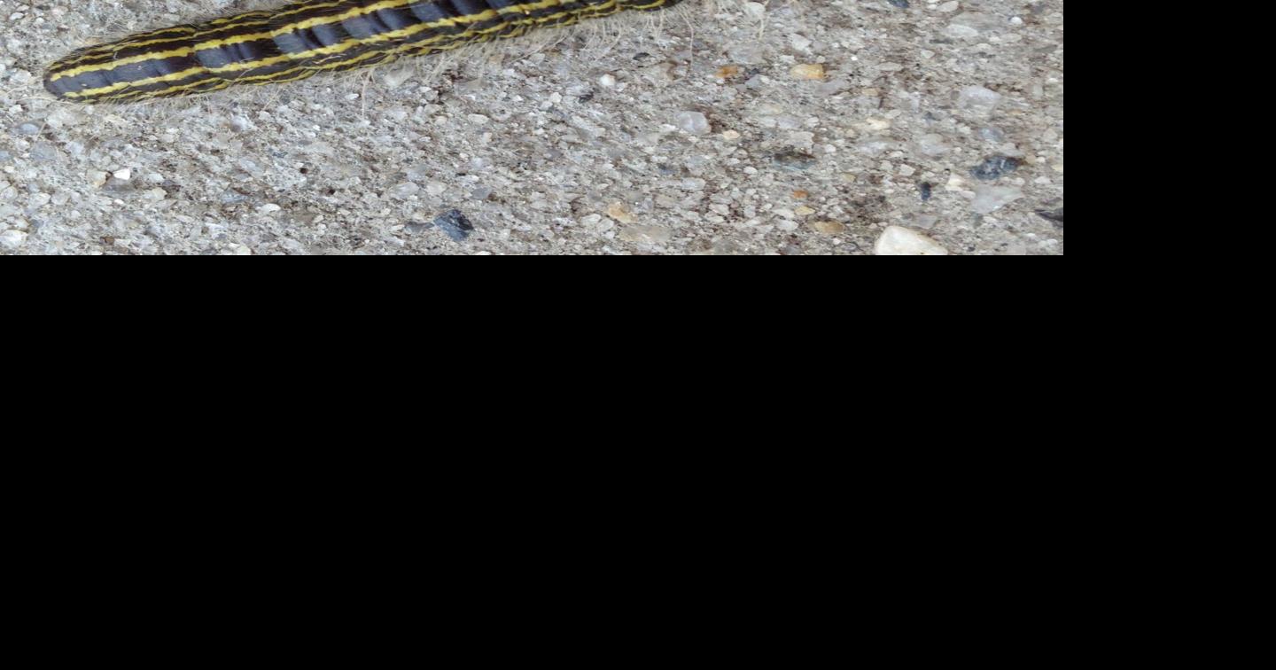 Pests on hunt for tree leaves Caterpillars feed on birch, maple