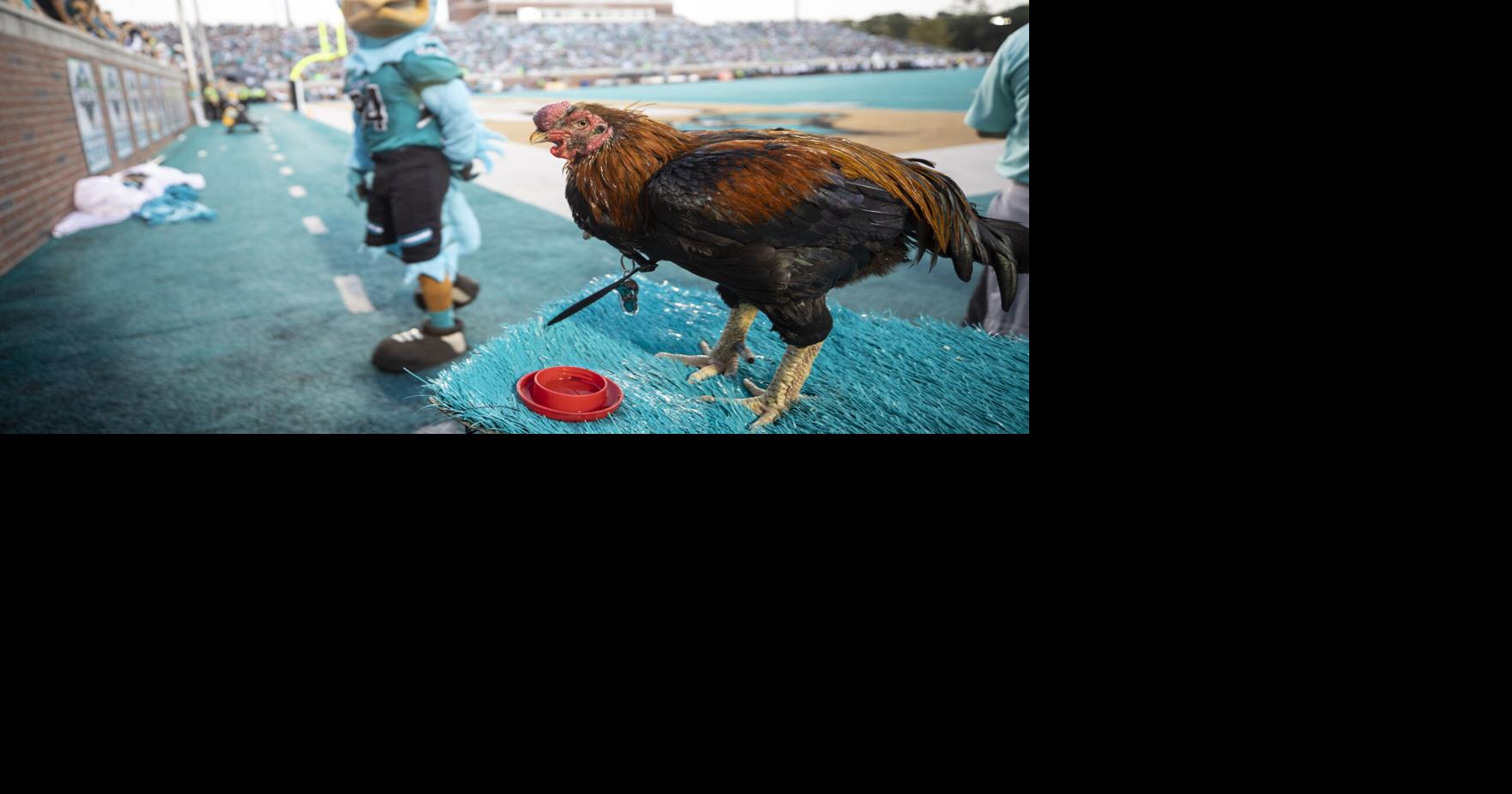 CCU fans may have chance at owning 'The Surf Turf' spots