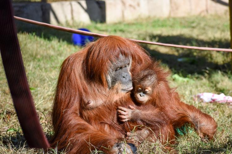 greenville zoo new animals