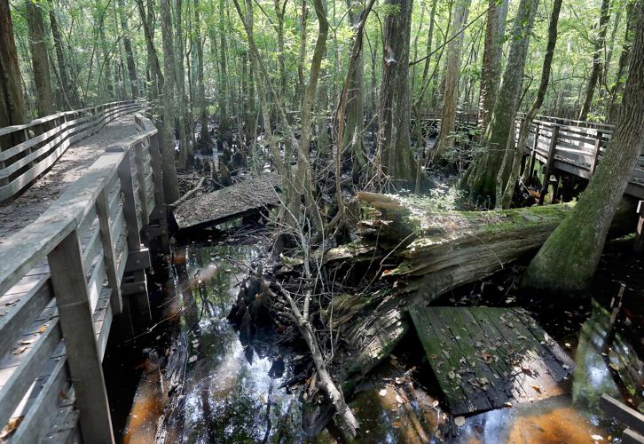 Audubon Center at Beidler Forest | Photos from The Post and Courier ...