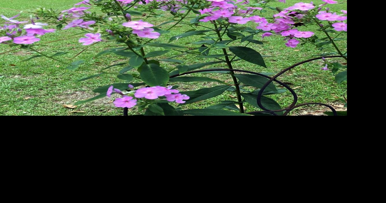 Aiken Master Gardener discusses tried-and-true methods
