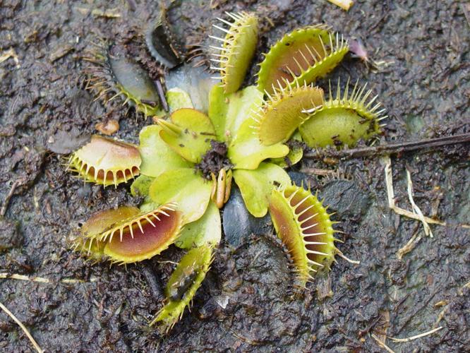 Watch your step! A guide to SC's endangered plant species