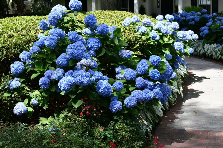 Flowertown in full bloom