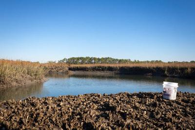 SC shellfish harvest season to close May 31 | News | postandcourier.com