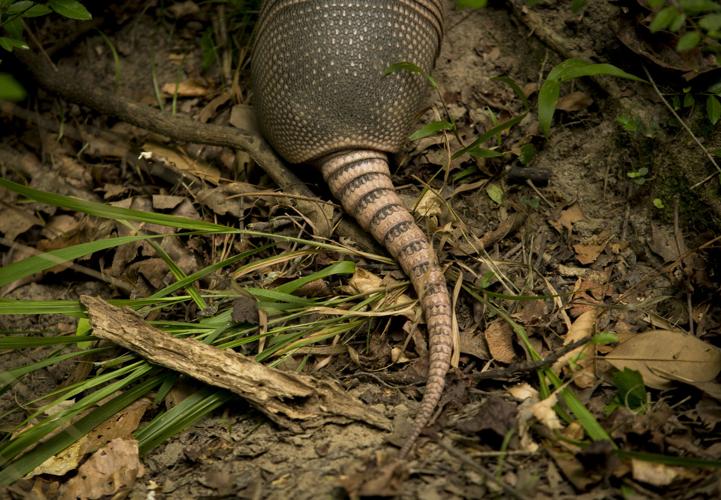 Armadillo-eating coyotes are swimming between SC barrier islands