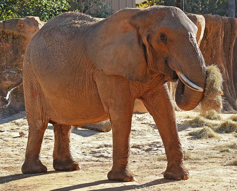 Riverbanks Zoo in Columbia hoping to replace elephant who died this ...